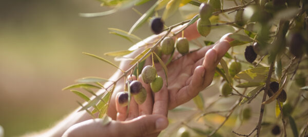 Bella di Cerignola Olives - Madama Oliva